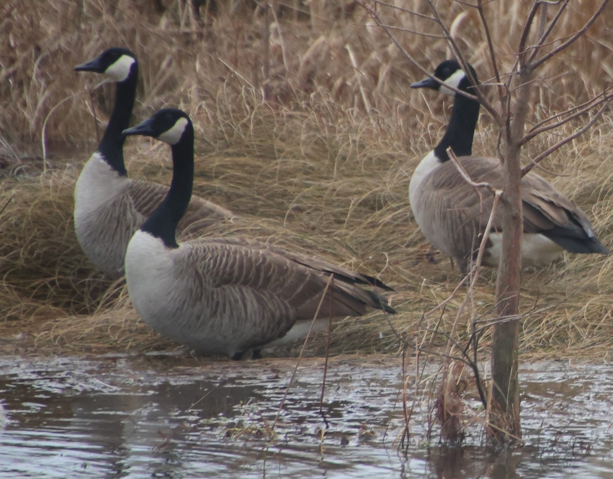 eBird Checklist - 10 Jan 2026 - Mattamuskeet NWR--Canal Road - 25 species