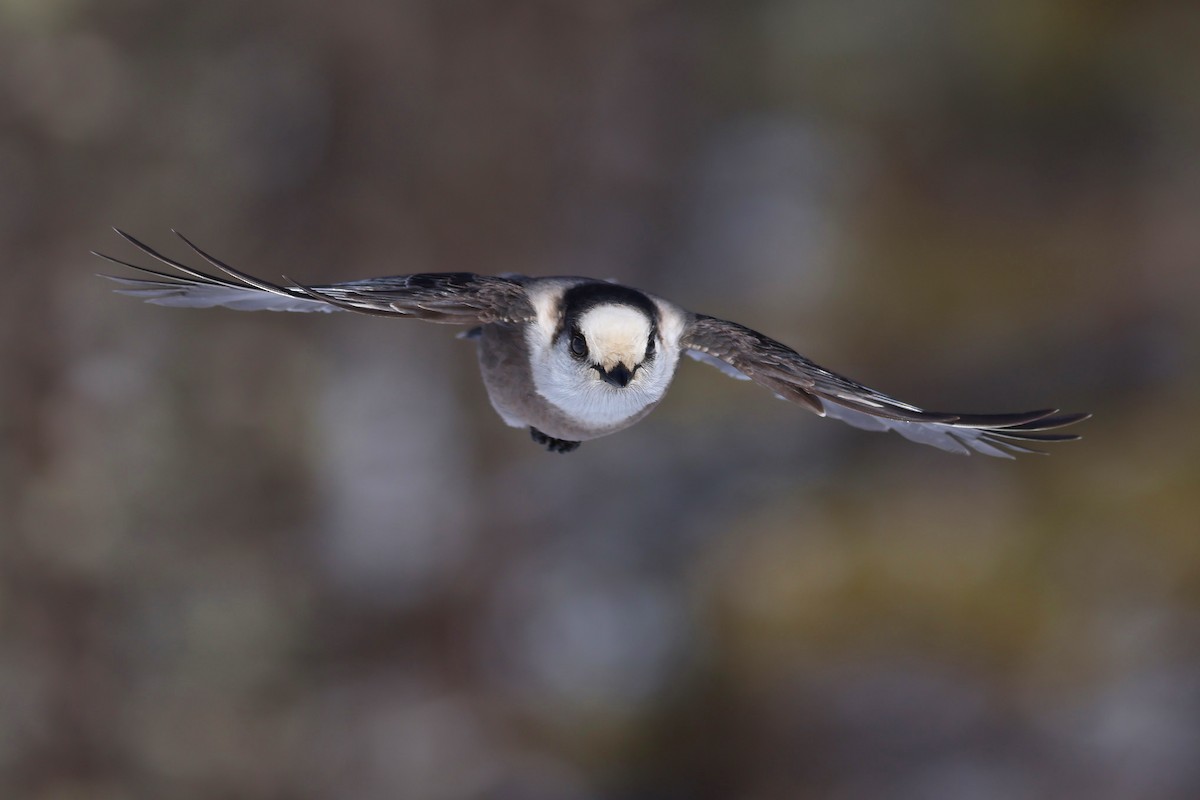 eBird Checklist - 11 Jan 2026 - Moose Bog, Wenlock WMA - 5 species (+1 ...
