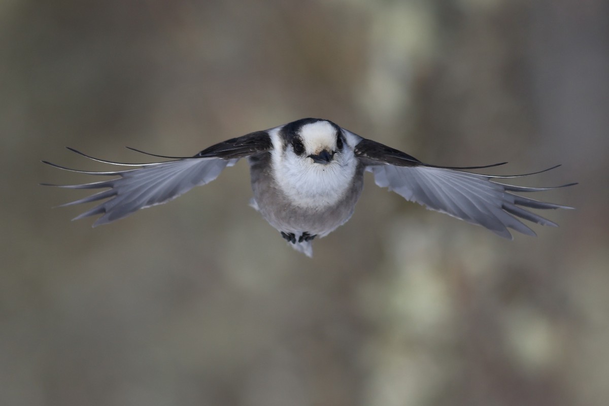 ML648733483 - Canada Jay - Macaulay Library