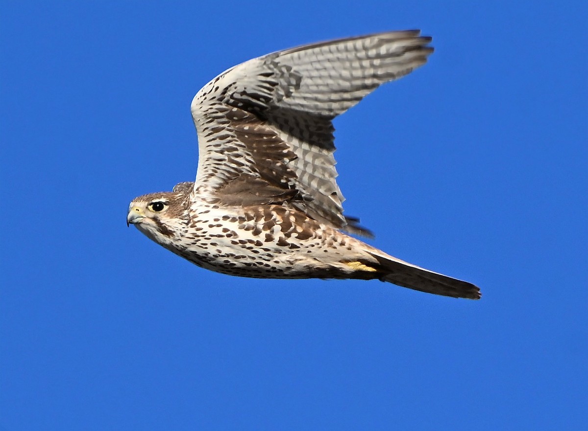 ML648741141 - Prairie Falcon - Macaulay Library