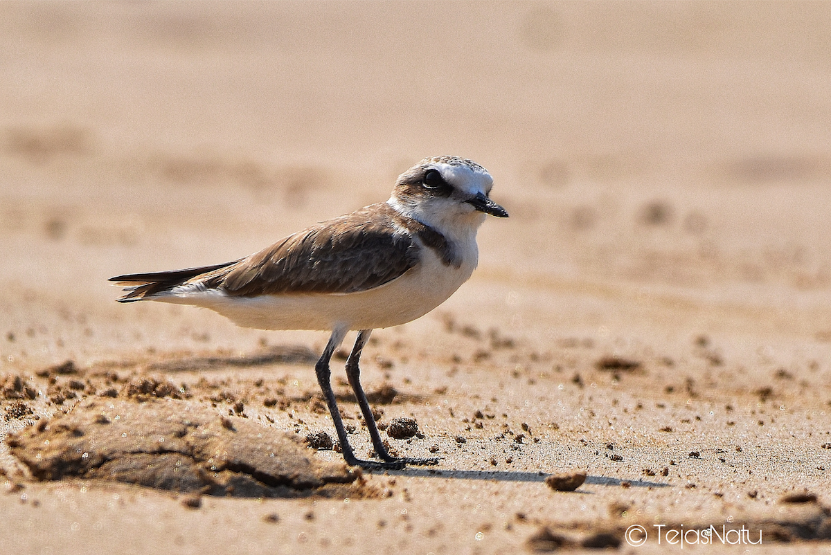 ML648744545 - Kentish Plover - Macaulay Library