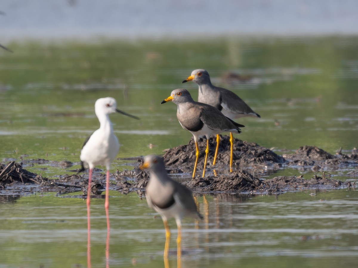 ML648745049 - Gray-headed Lapwing - Macaulay Library