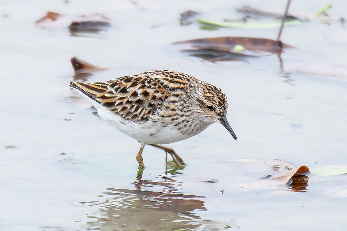 ML648748209 - Long-toed Stint - Macaulay Library