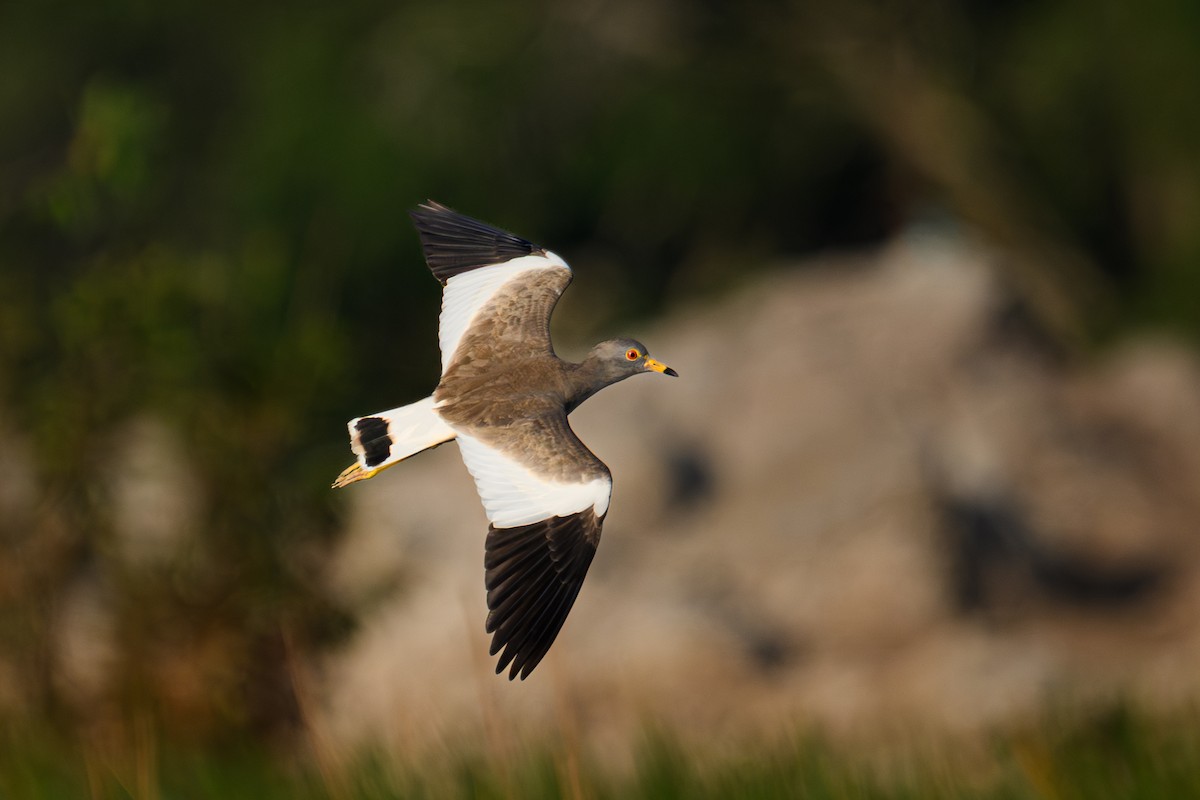 ML648749763 - Gray-headed Lapwing - Macaulay Library