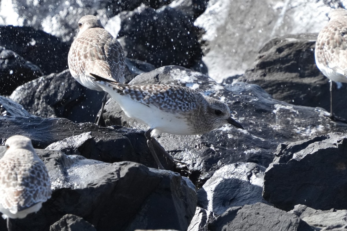 eBird Checklist - 10 Jan 2026 - 八代市--水島 (Yatsushiro--Mizushima) - 34 ...