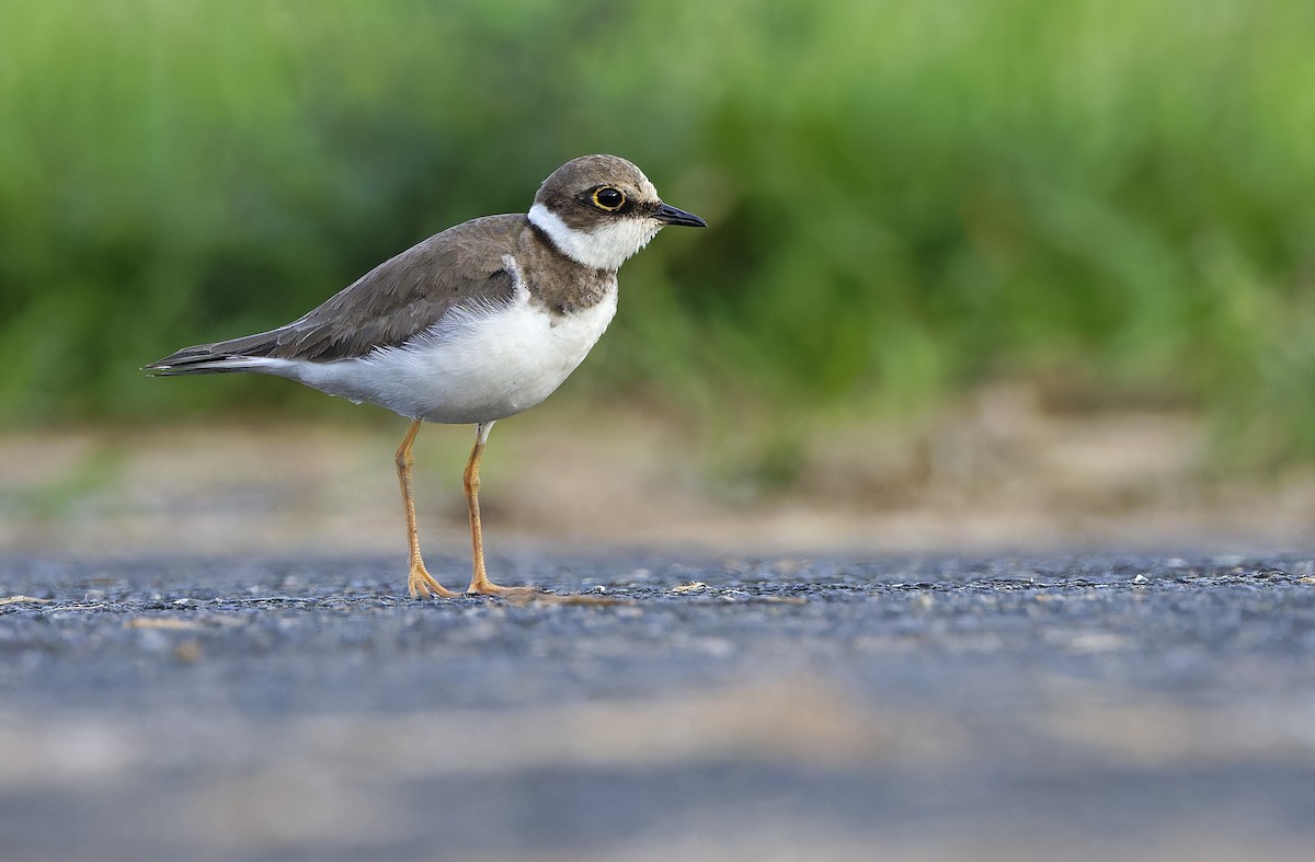ML648751573 - Little Ringed Plover - Macaulay Library