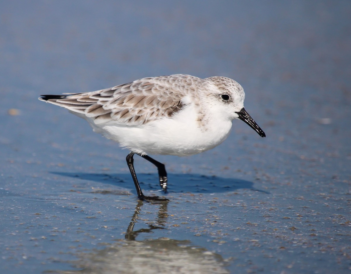 ML648752651 - Sanderling - Macaulay Library