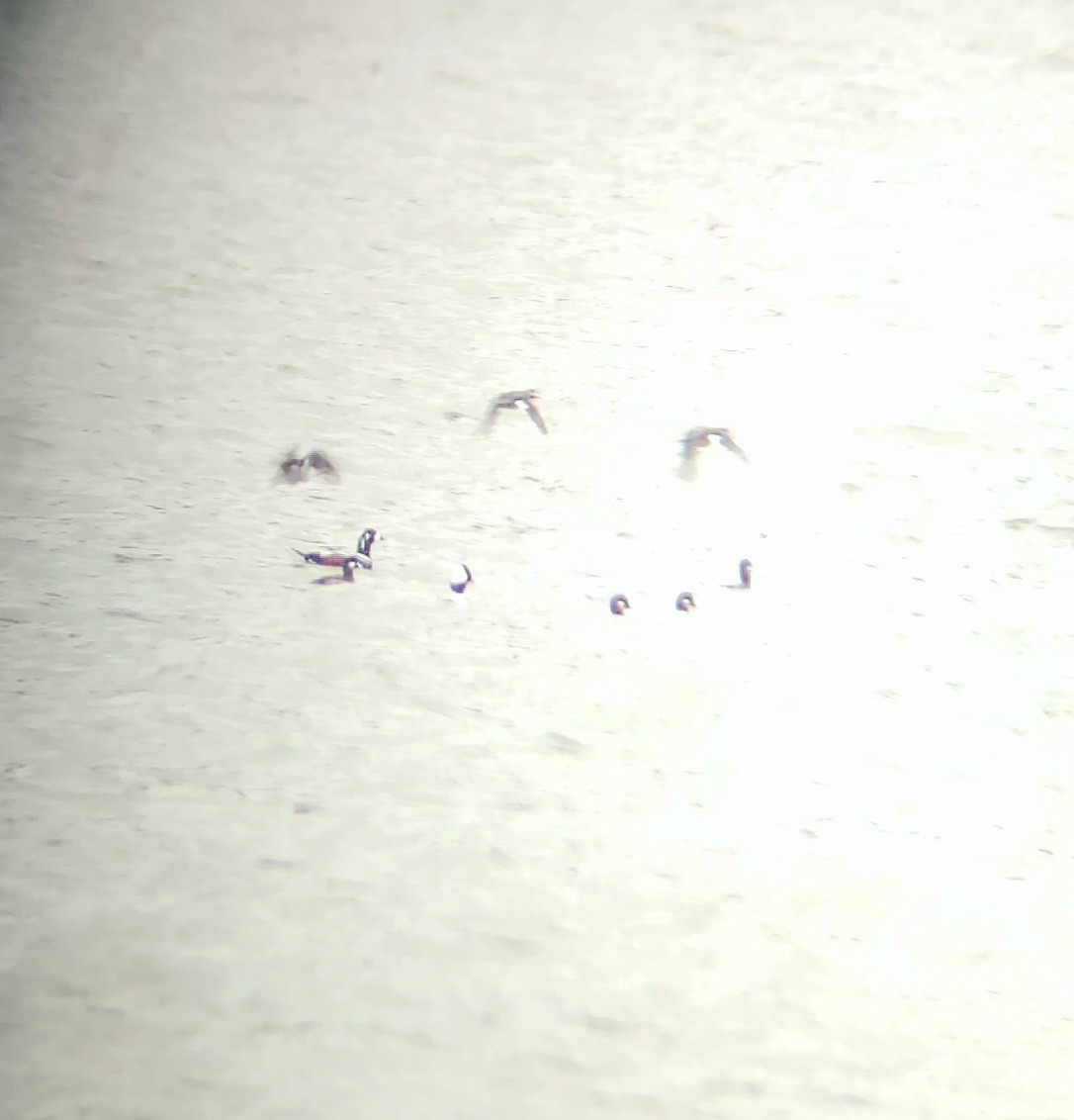 eBird Checklist - 11 Jan 2026 - Harlequin Duck - 11 species