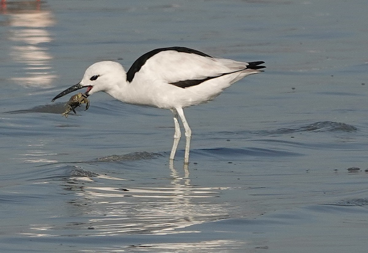 ML648760111 - Crab-Plover - Macaulay Library