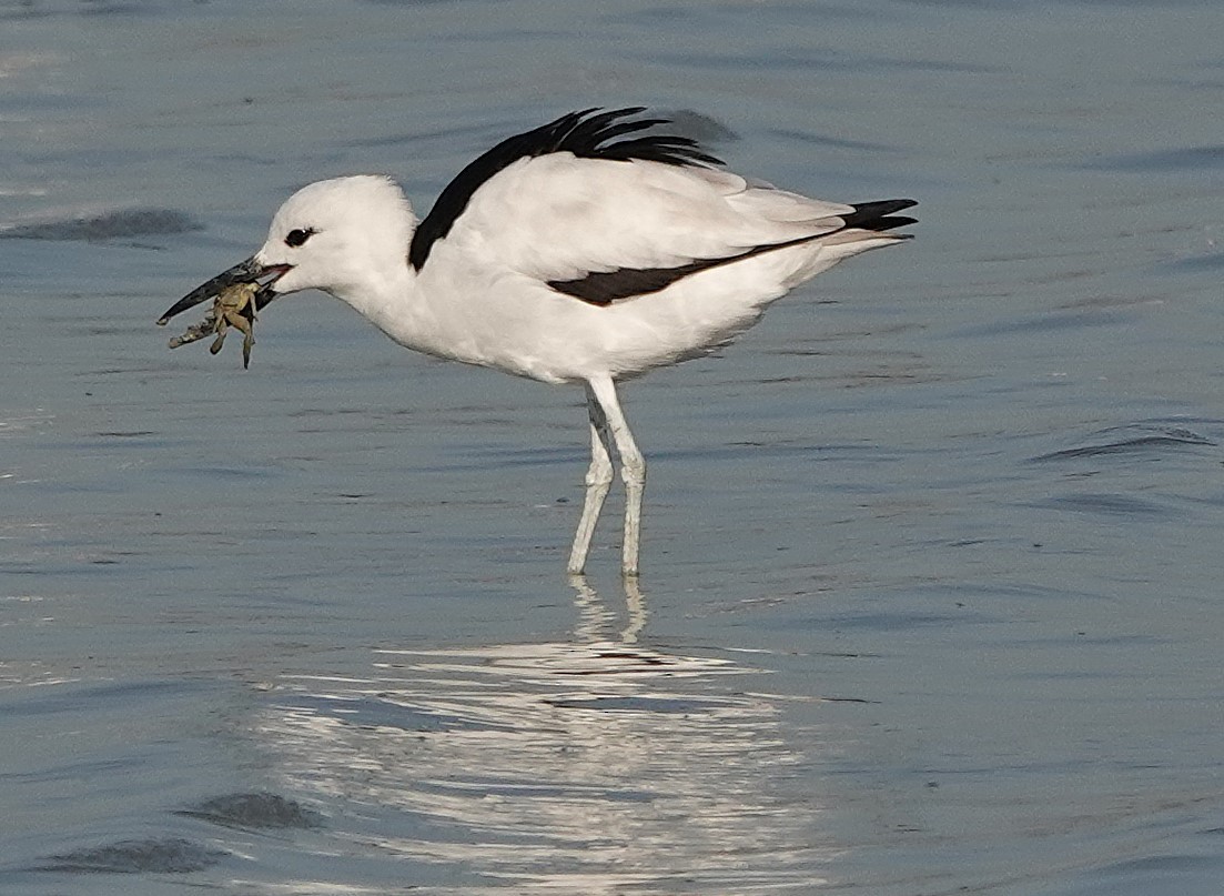 ML648760114 - Crab-Plover - Macaulay Library