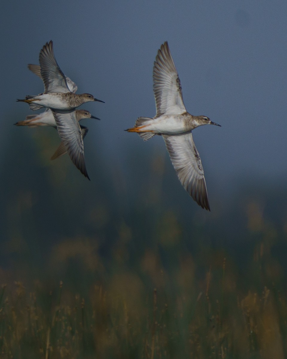 ML648763736 - Ruff - Macaulay Library