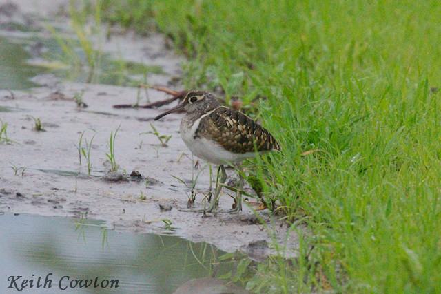 ML648766357 - Greater Painted-Snipe - Macaulay Library