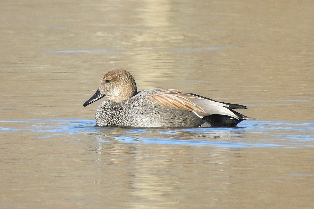 eBird Checklist - 12 Jan 2026 - Stumpy Lake Natural Area - 24 species