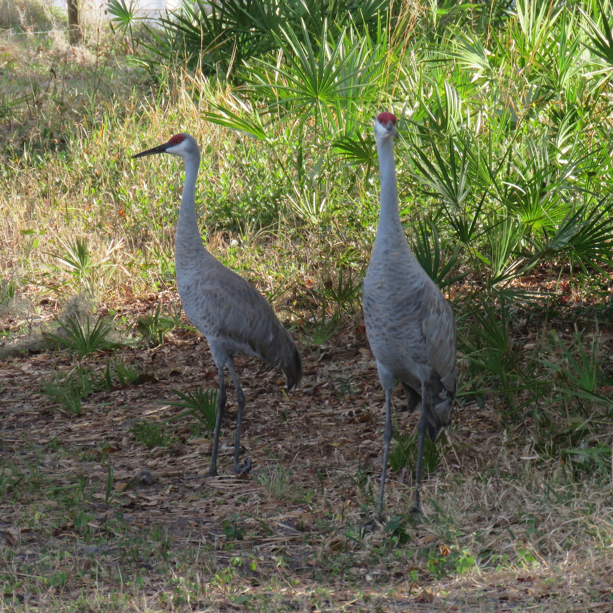 eBird Checklist - 12 Jan 2026 - Lake Proctor Wilderness Area - 38 species