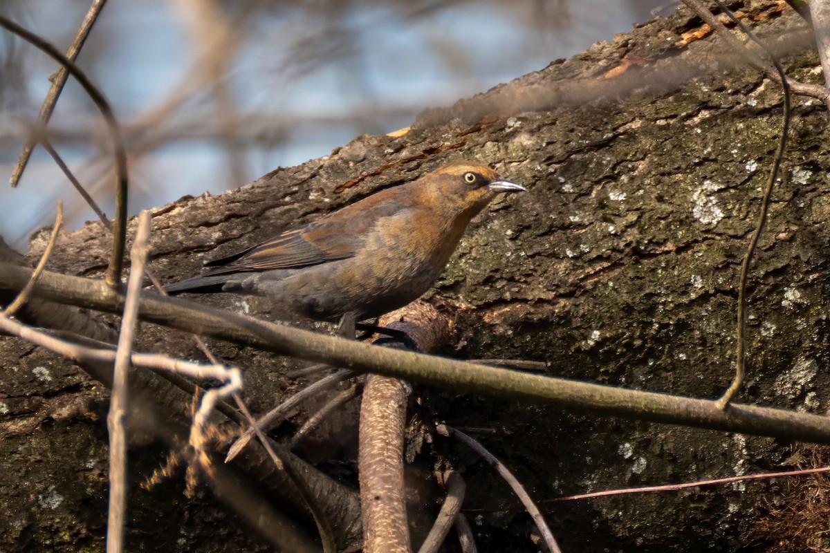 eBird Checklist - 12 Jan 2026 - Delacey Soccer Park, West Chester US-PA ...