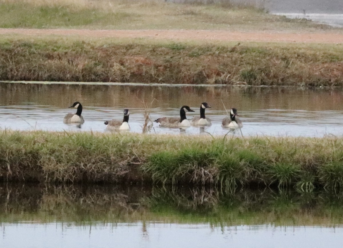 eBird Checklist - 12 Jan 2026 - Inks Dam National Fish Hatchery - 49 ...