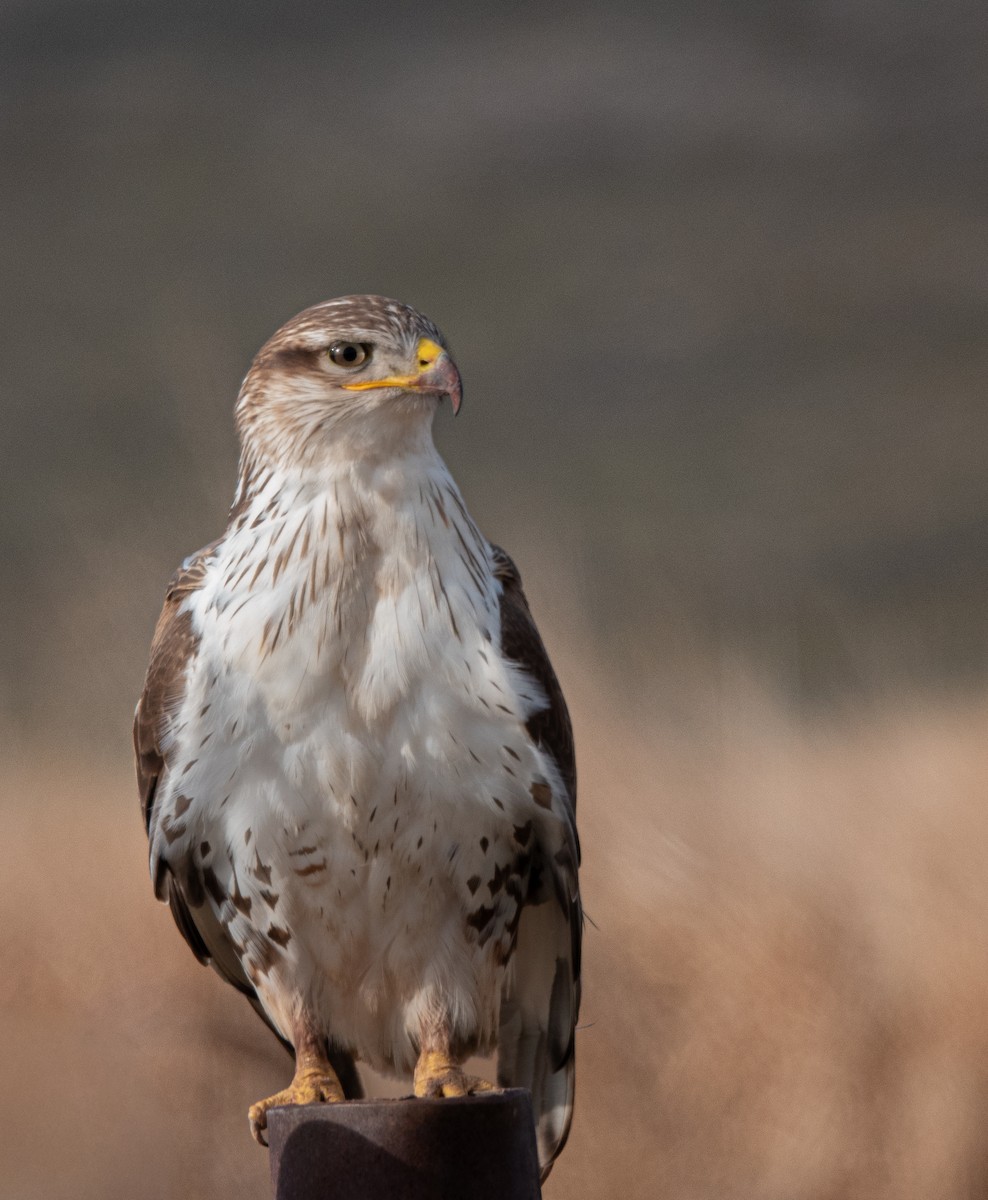 ML648781570 - Ferruginous Hawk - Macaulay Library