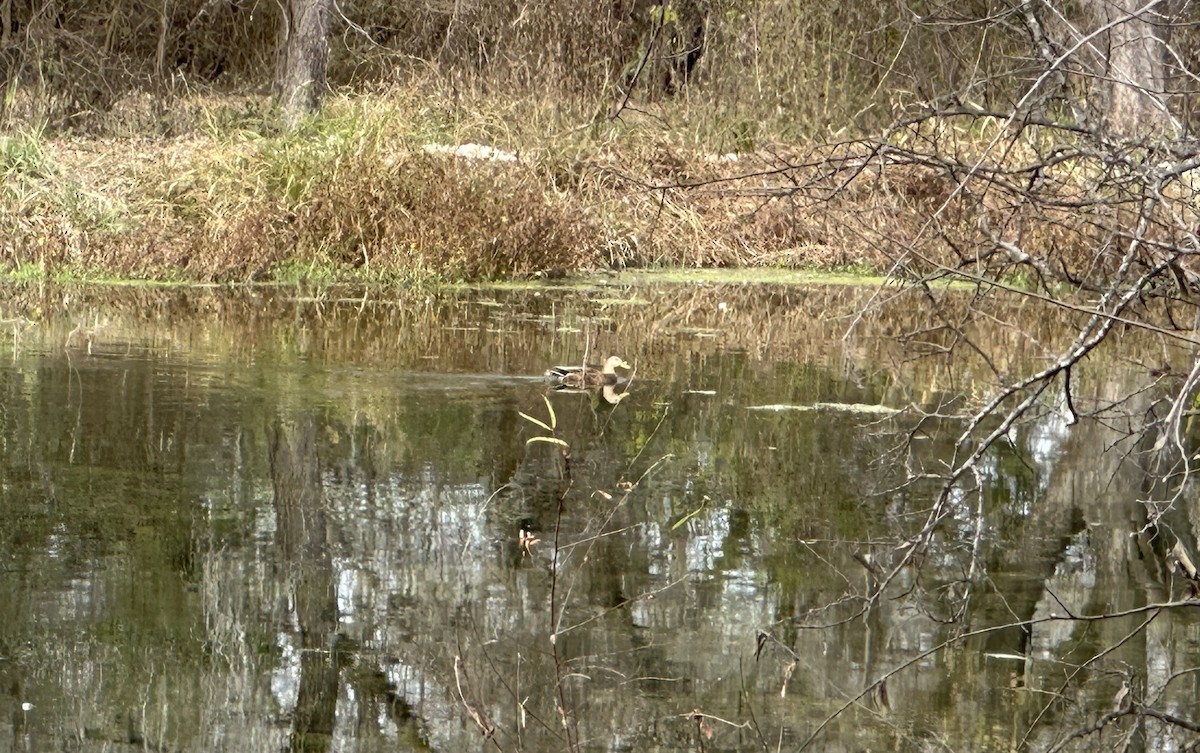 ML648783249 - Mottled Duck - Macaulay Library