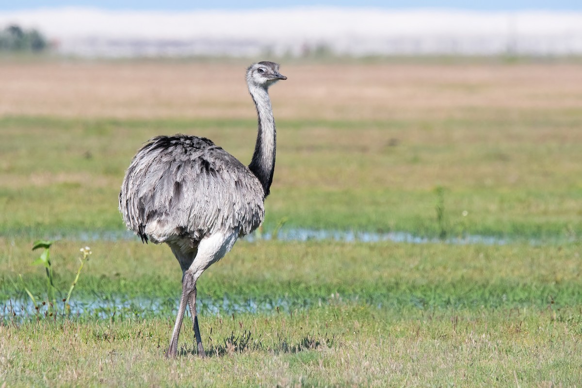 ML648784039 - Greater Rhea - Macaulay Library