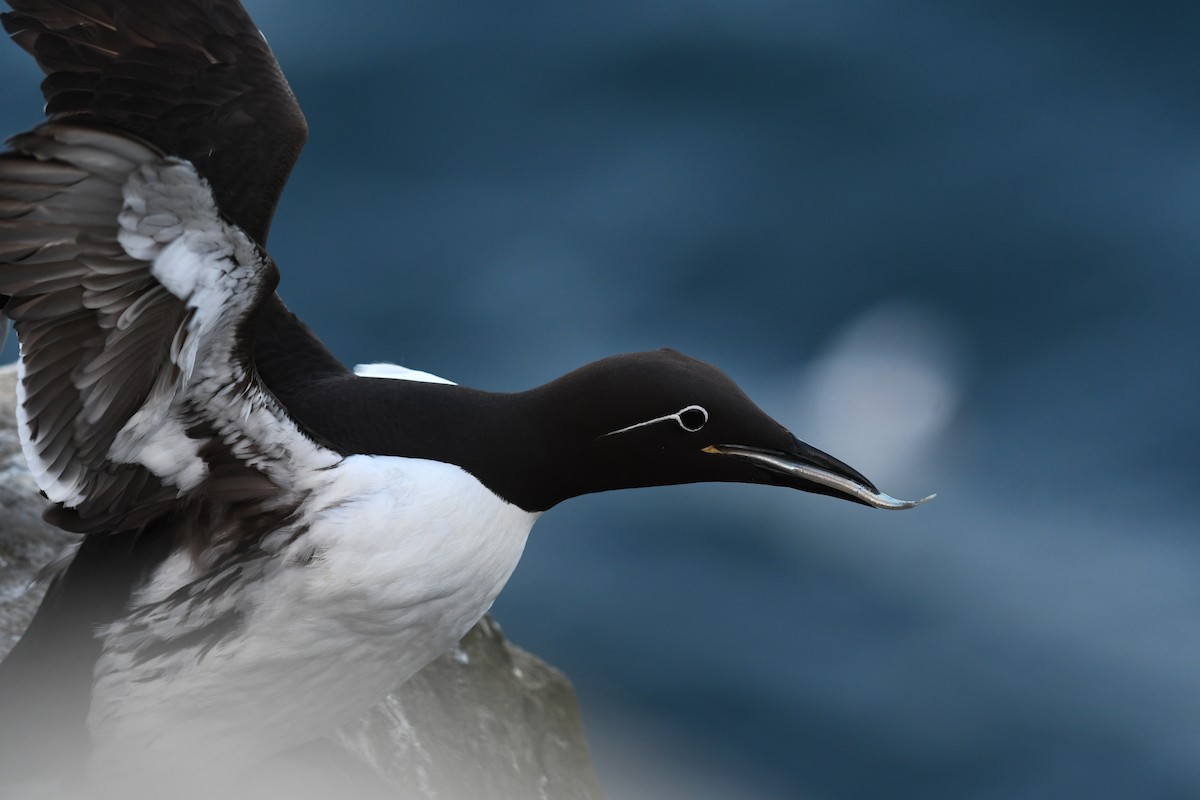 ML648786294 - Common Murre - Macaulay Library