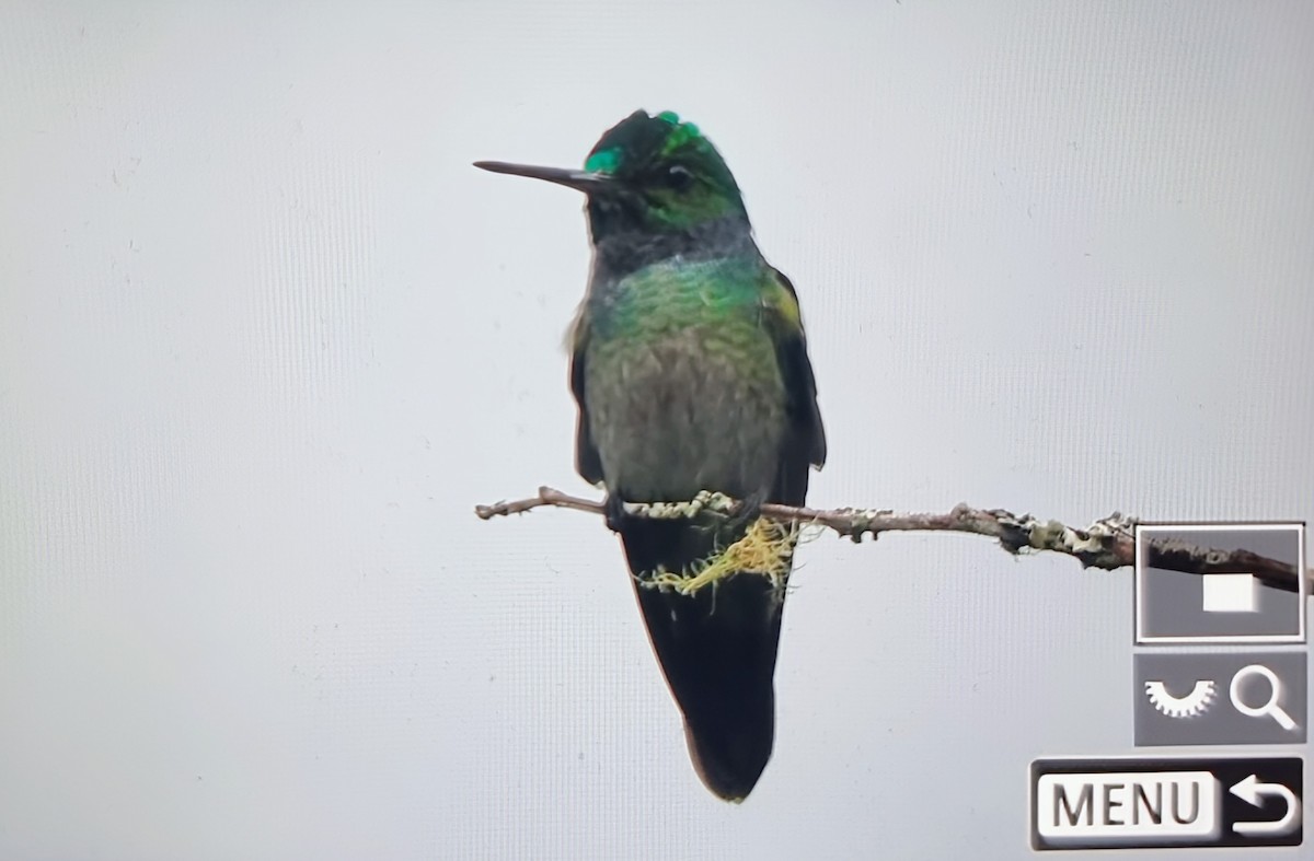 ML648788141 - Charming Hummingbird - Macaulay Library