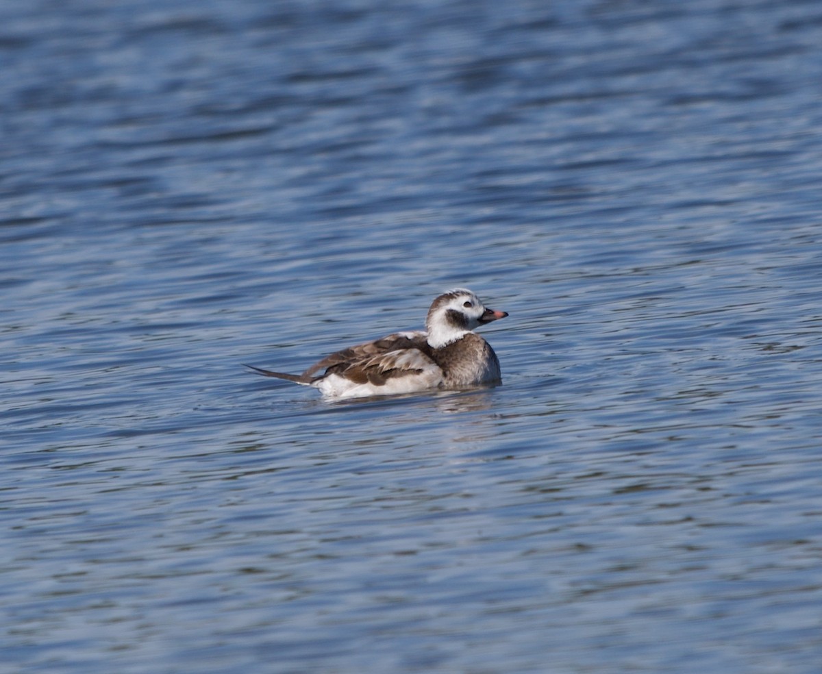 ML648788733 - Long-tailed Duck - Macaulay Library
