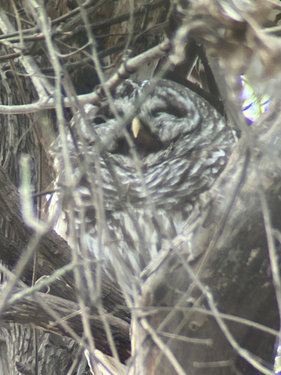 ML648790323 - Barred Owl - Macaulay Library
