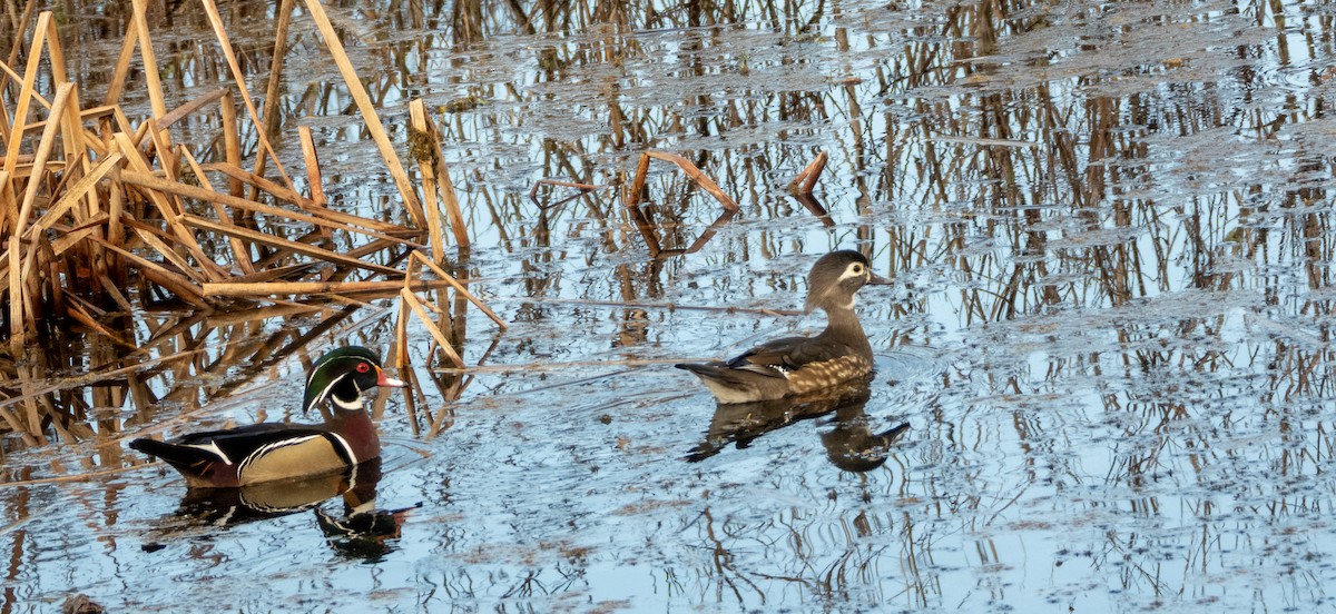ML648791414 - Wood Duck - Macaulay Library