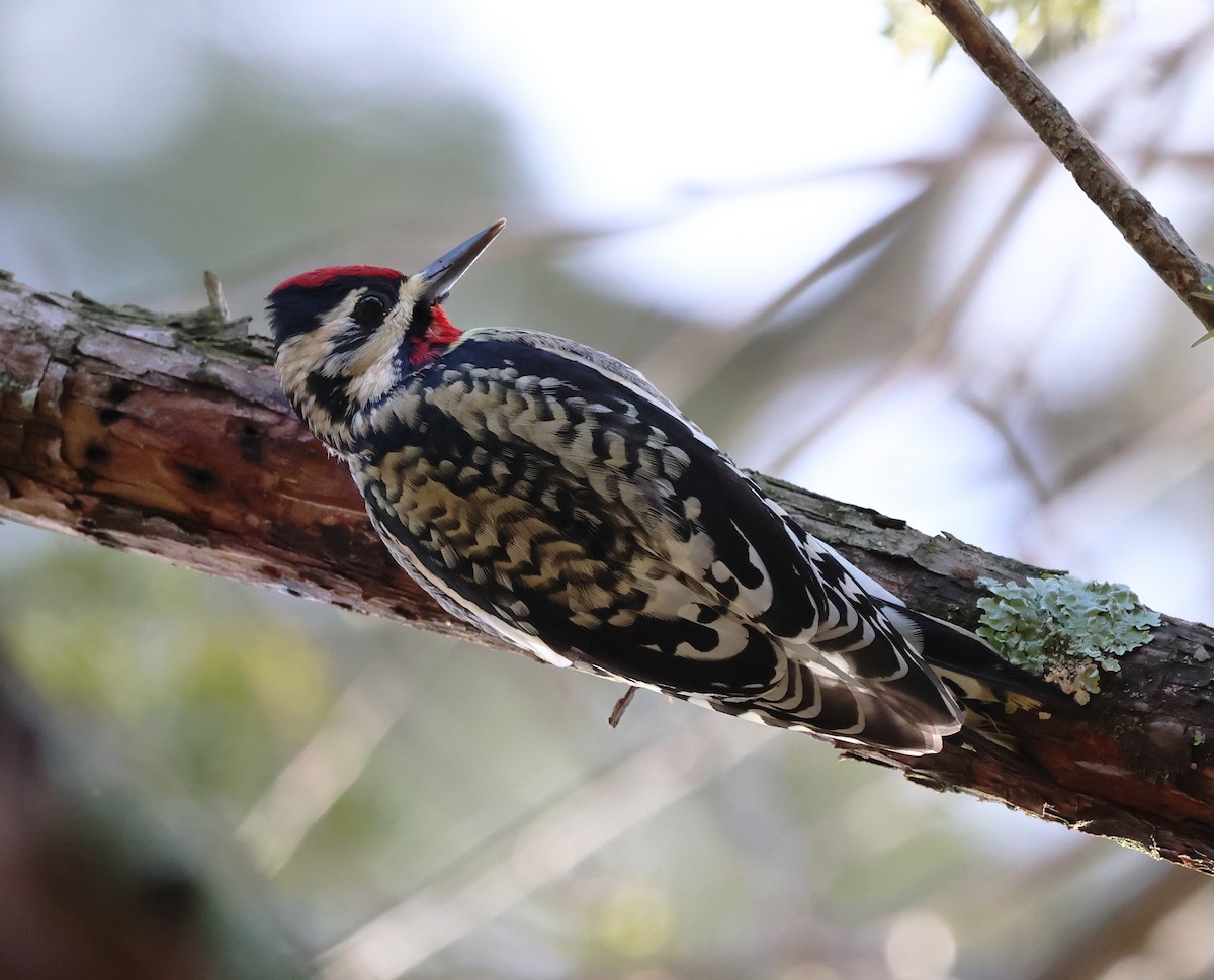 ML648792651 - Yellow-bellied Sapsucker - Macaulay Library