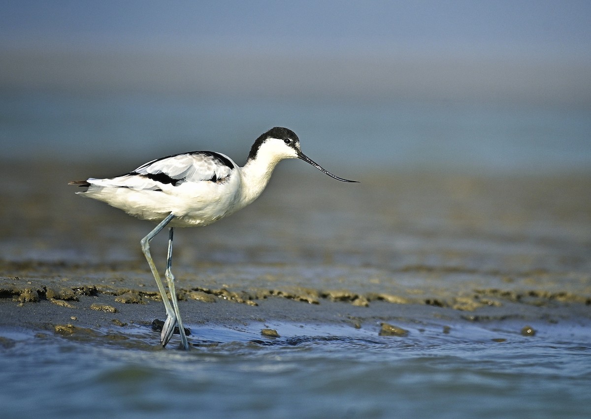 ML648796689 - Pied Avocet - Macaulay Library