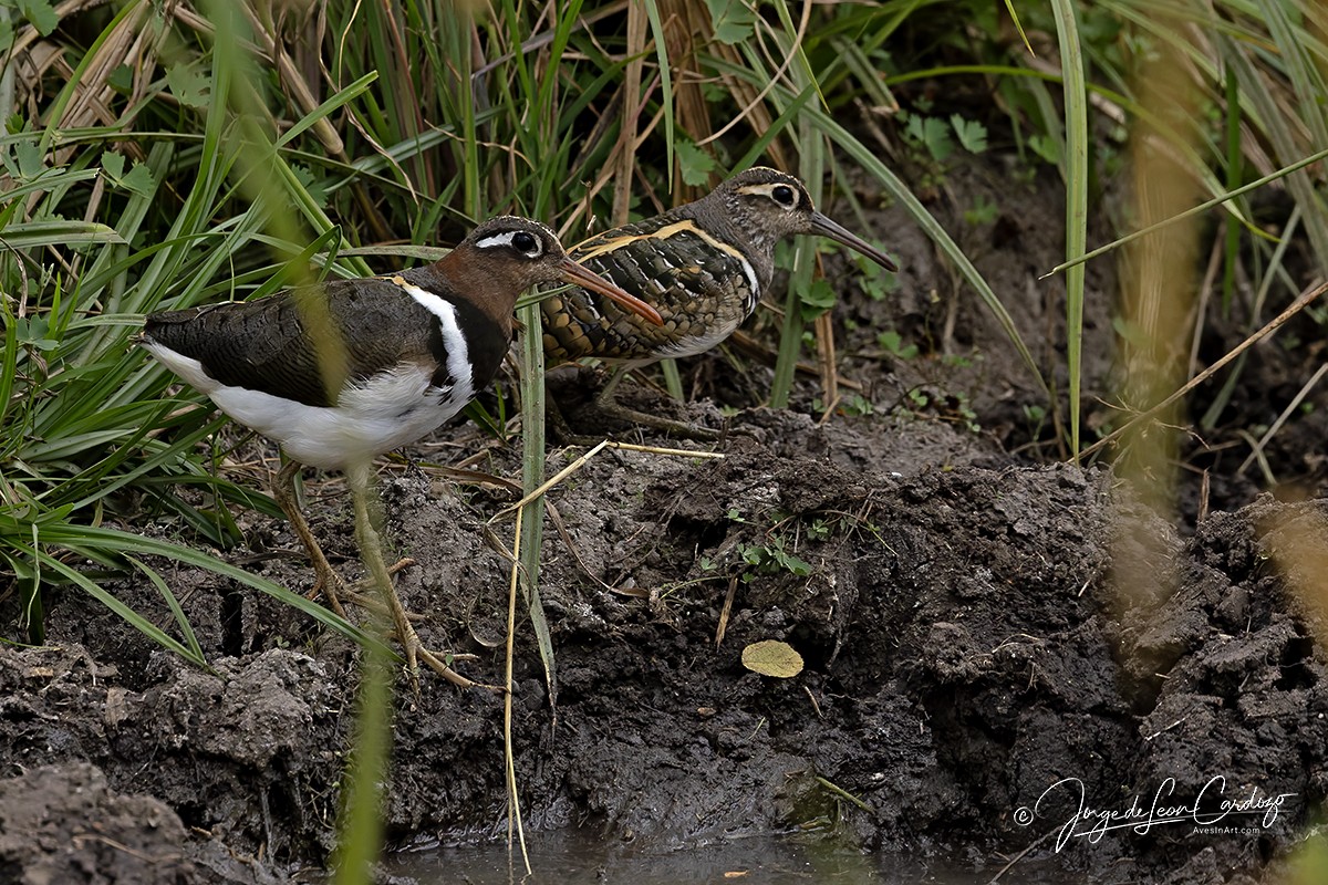 ML648796924 - Greater Painted-Snipe - Macaulay Library