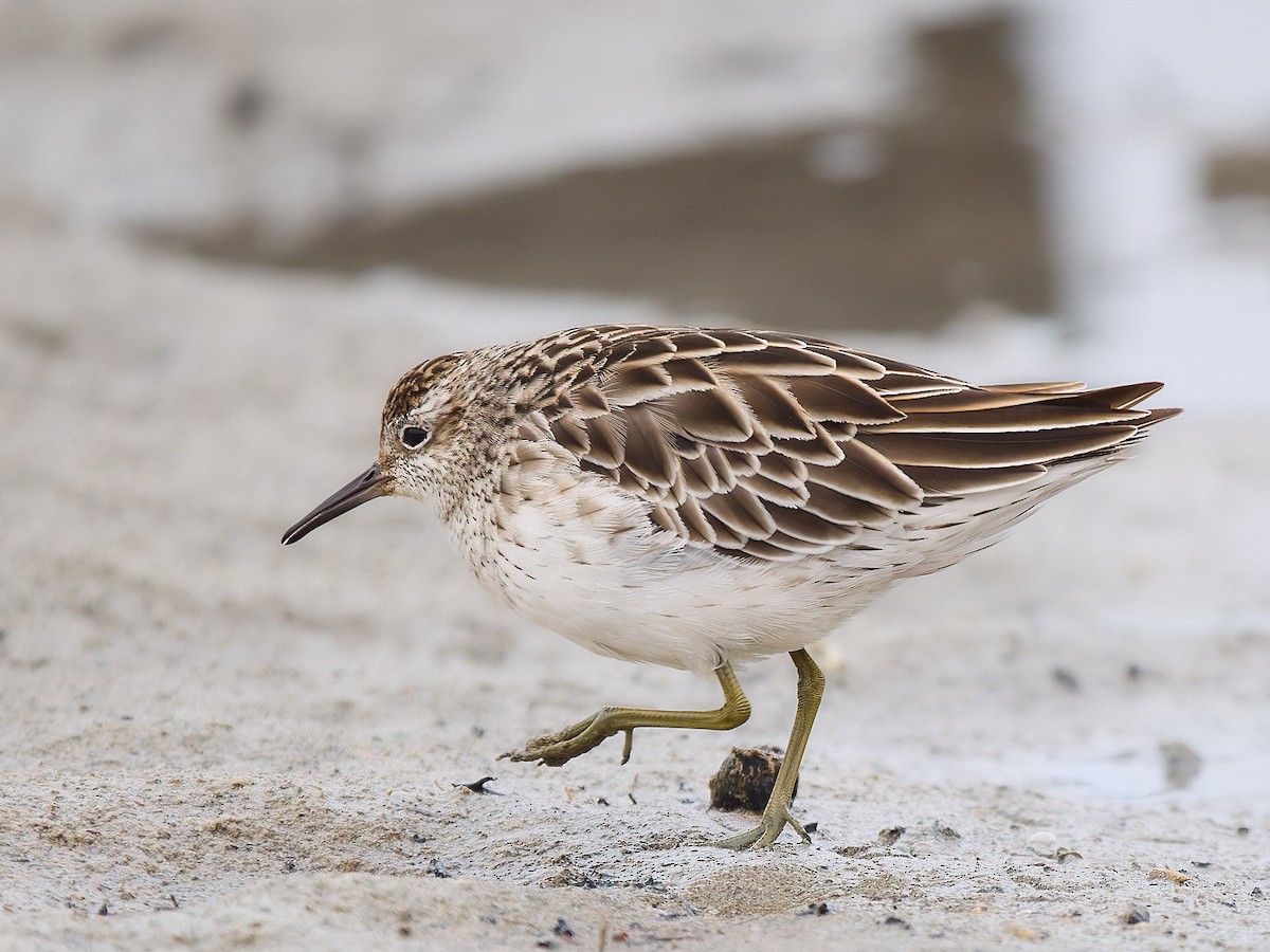 ML648797865 - Sharp-tailed Sandpiper - Macaulay Library