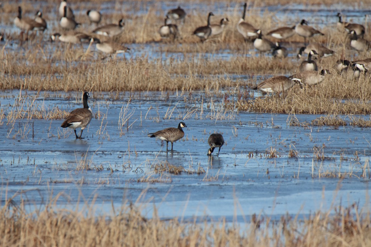 ML648800730 - Cackling Goose - Macaulay Library