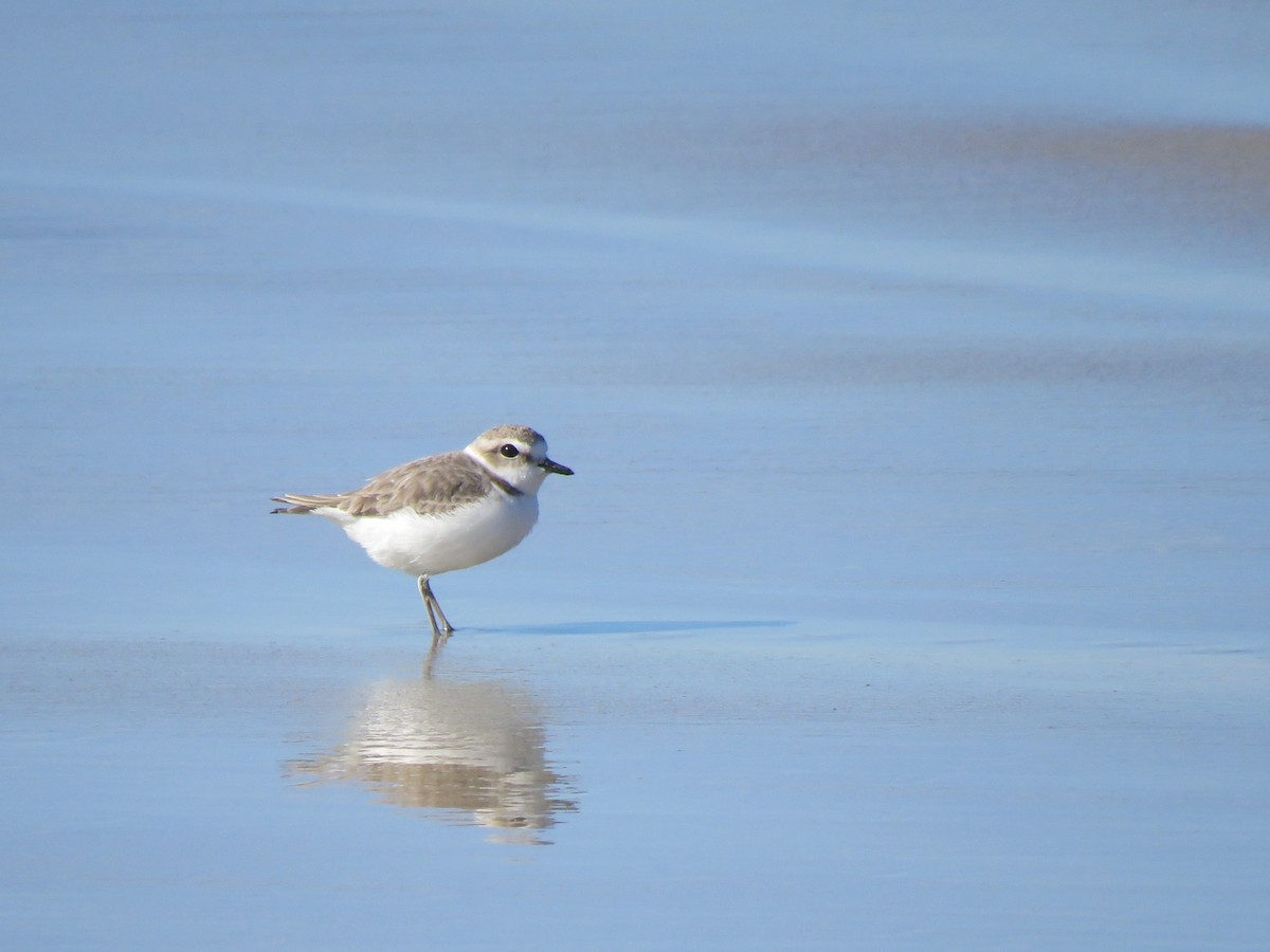 eBird Checklist - 12 Jan 2026 - Salt Creek Beach and Park - 28 species