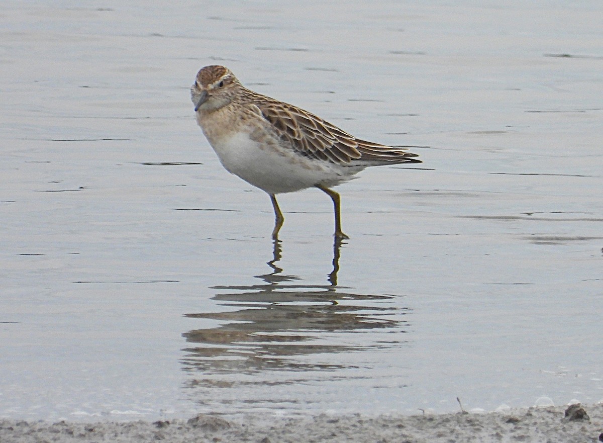 ML648806780 - Sharp-tailed Sandpiper - Macaulay Library