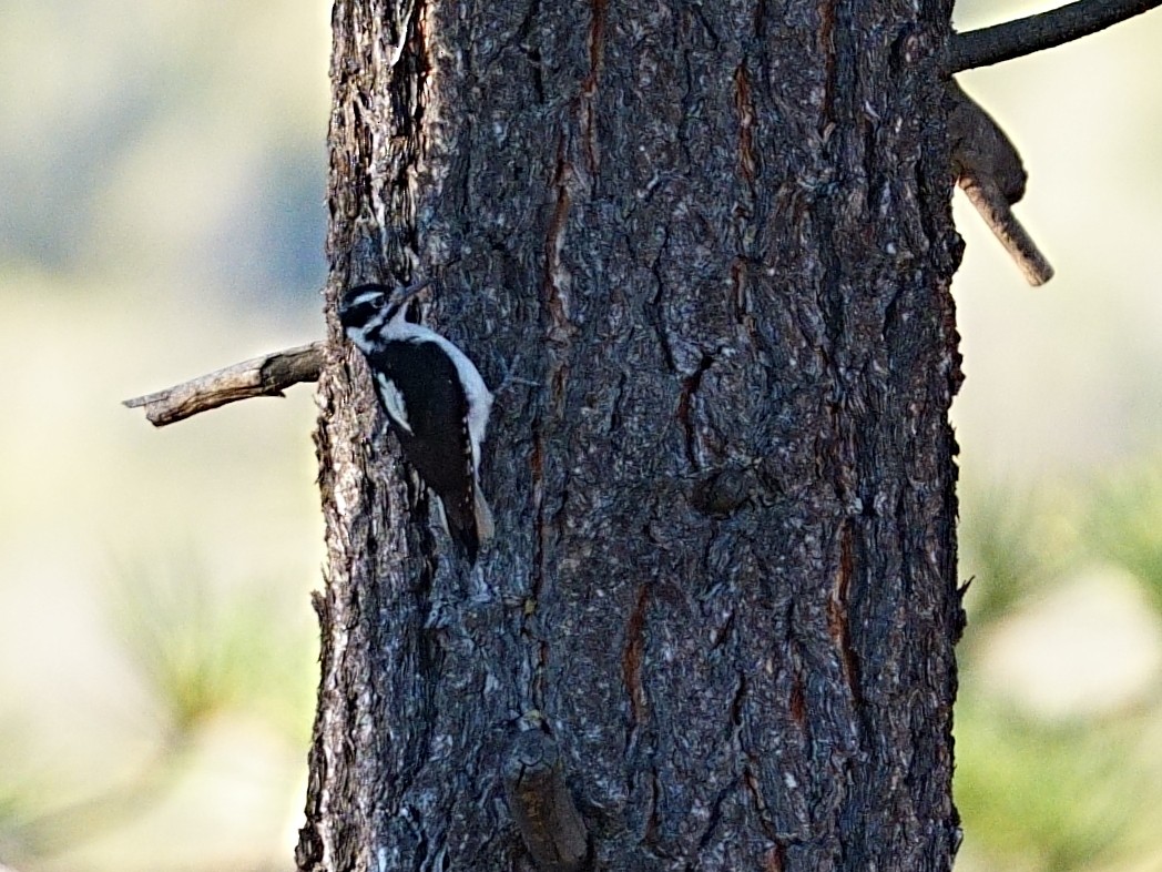 California Bird Atlas Checklist - 12 Jan 2026 - Quinn Flats (includes ...