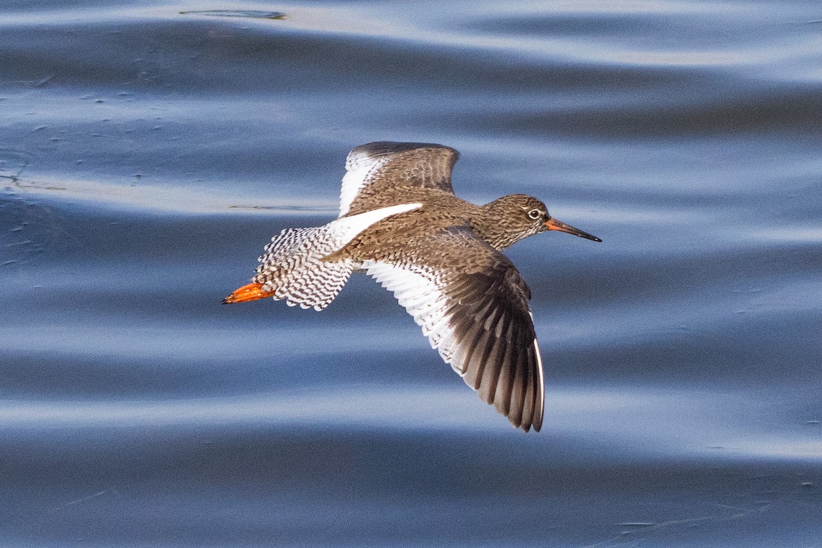 ML648812033 - Common Redshank - Macaulay Library