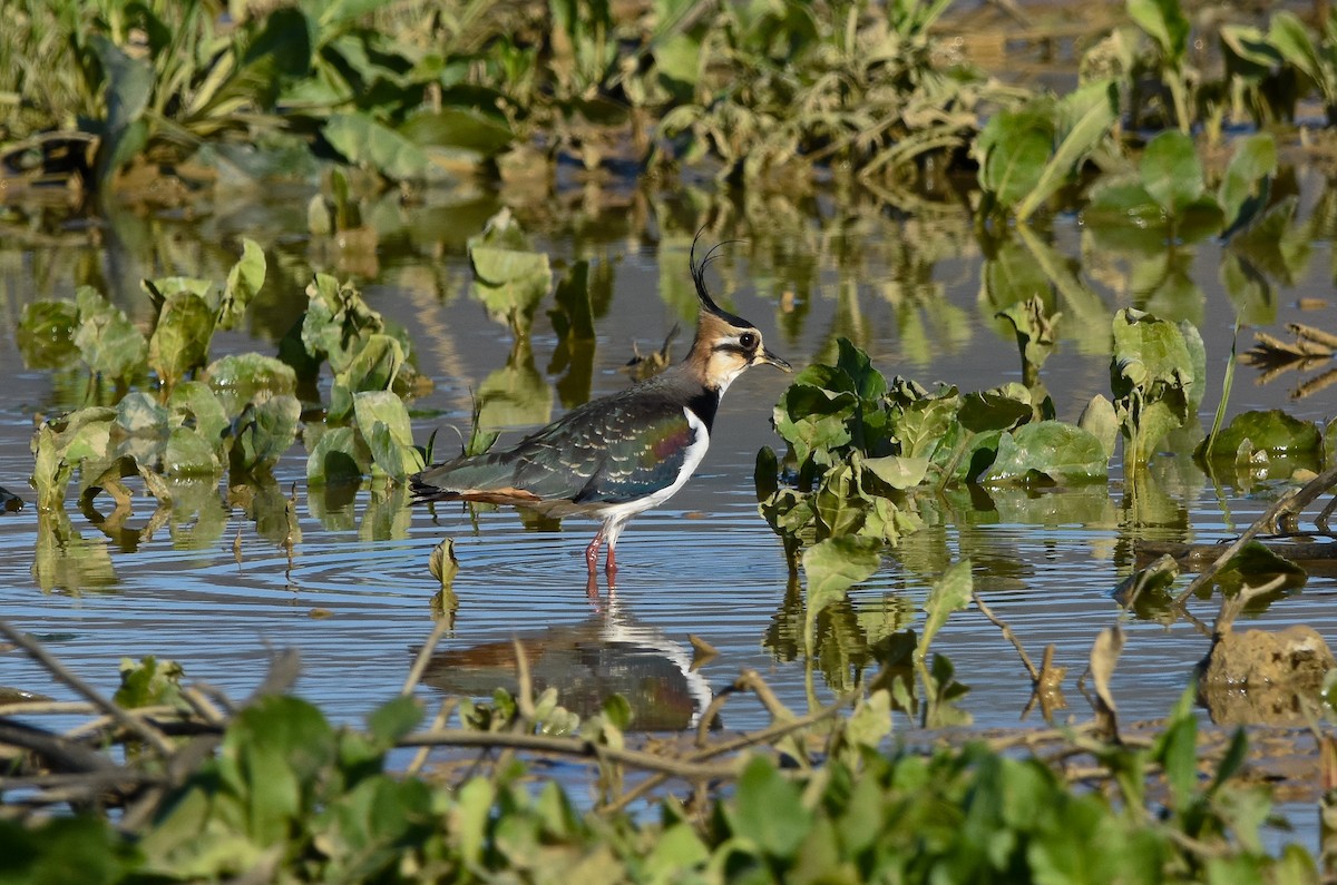ML648812861 - Northern Lapwing - Macaulay Library