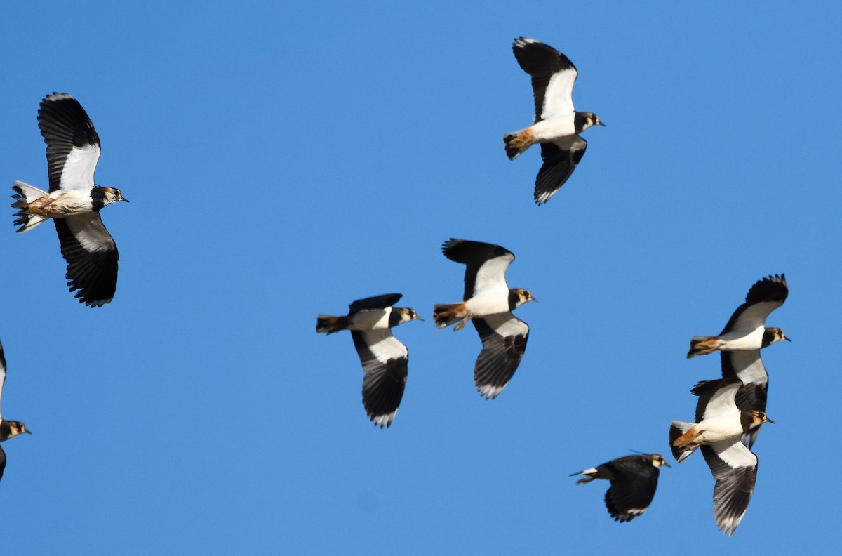 ML648812862 - Northern Lapwing - Macaulay Library