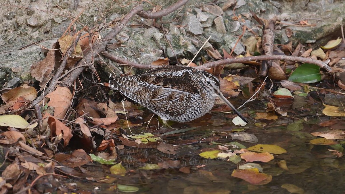 ML648815739 - Solitary Snipe - Macaulay Library
