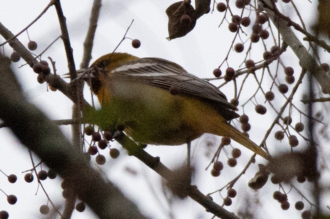 ML648825705 - new world oriole sp. - Macaulay Library