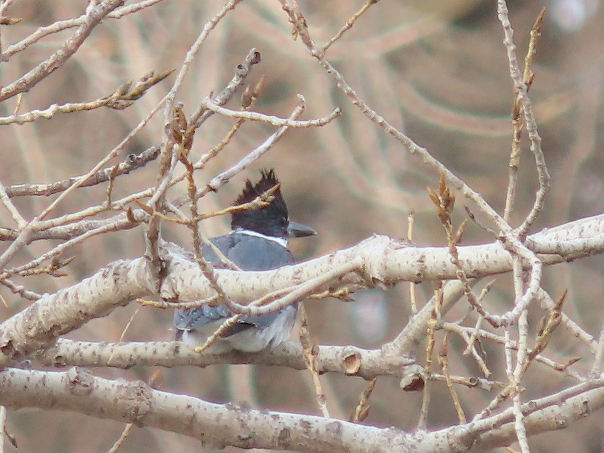 eBird Checklist - 13 Jan 2026 - William P. Pack Memorial Park ...