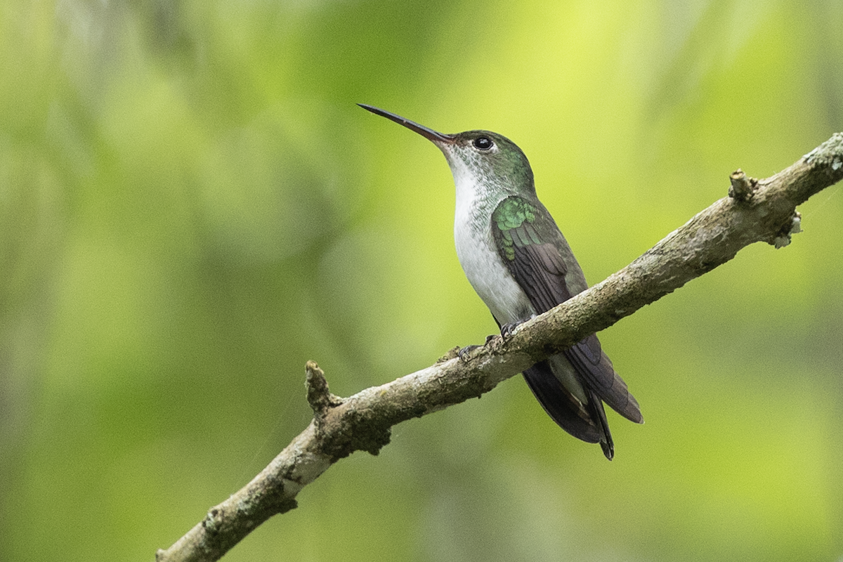 ML648839692 - White-bellied Emerald - Macaulay Library