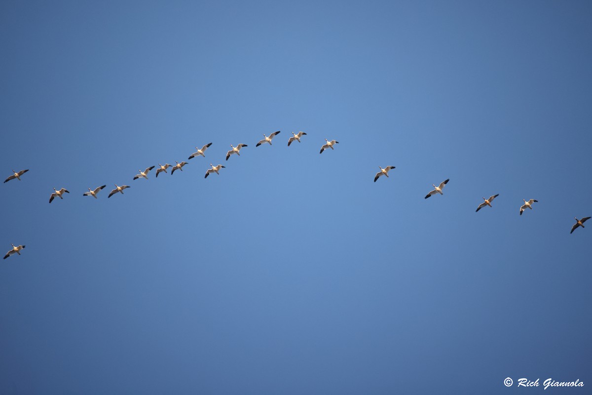 eBird Checklist - 12 Jan 2026 - Prime Hook NWR--Fowler Beach Rd./Fowler ...