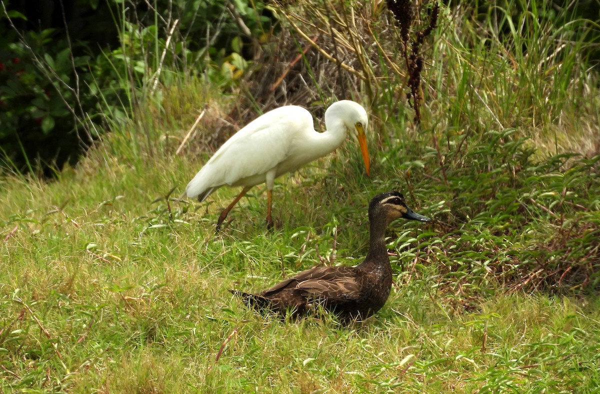eBird Checklist - 13 Jan 2026 - Oxley Creek Common - 41 species