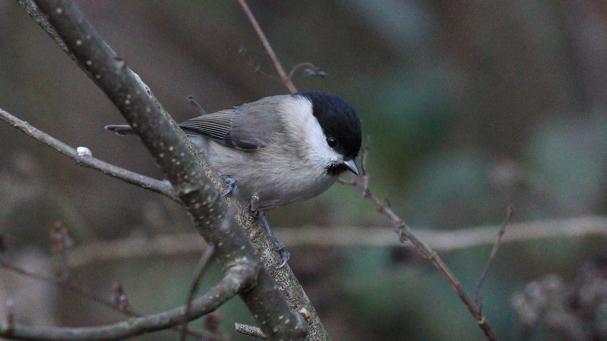ML648842709 - Marsh Tit - Macaulay Library