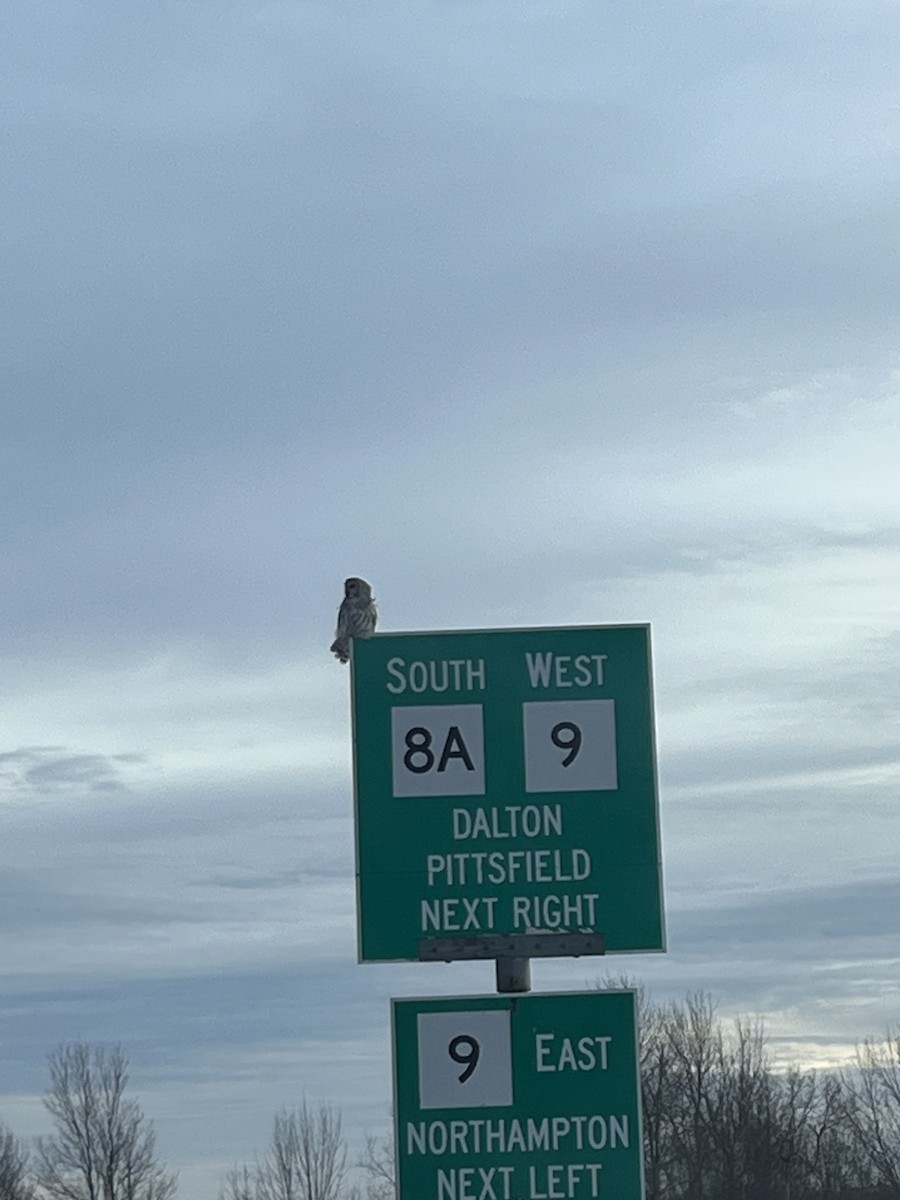 eBird Checklist - 13 Jan 2026 - Eugene D Moran Wildlife Management Area ...