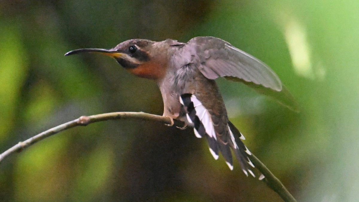 ML648853381 - Band-tailed Barbthroat - Macaulay Library