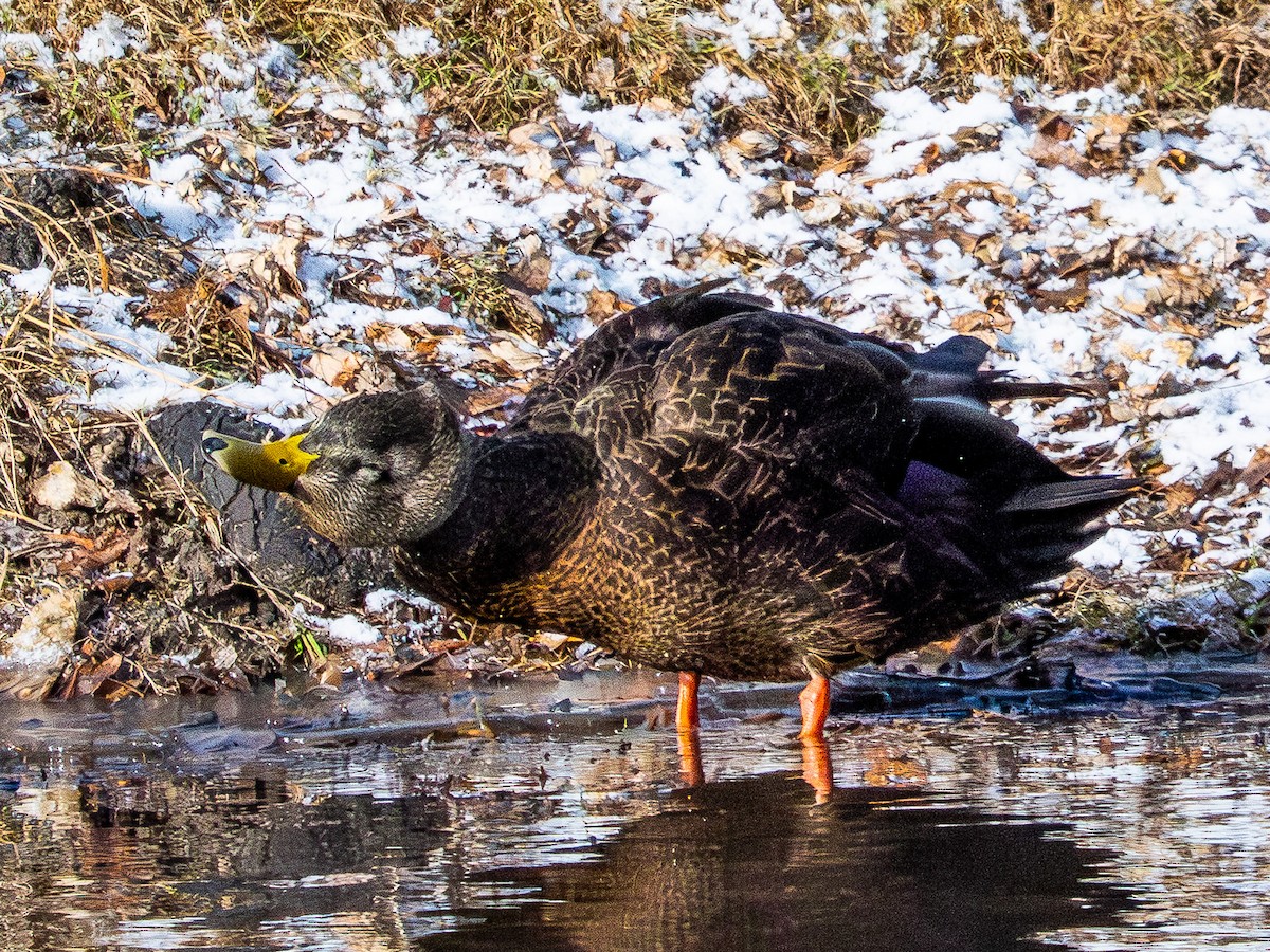 eBird Checklist - 11 Jan 2026 - Montrose Point Bird Sanctuary, Lincoln ...