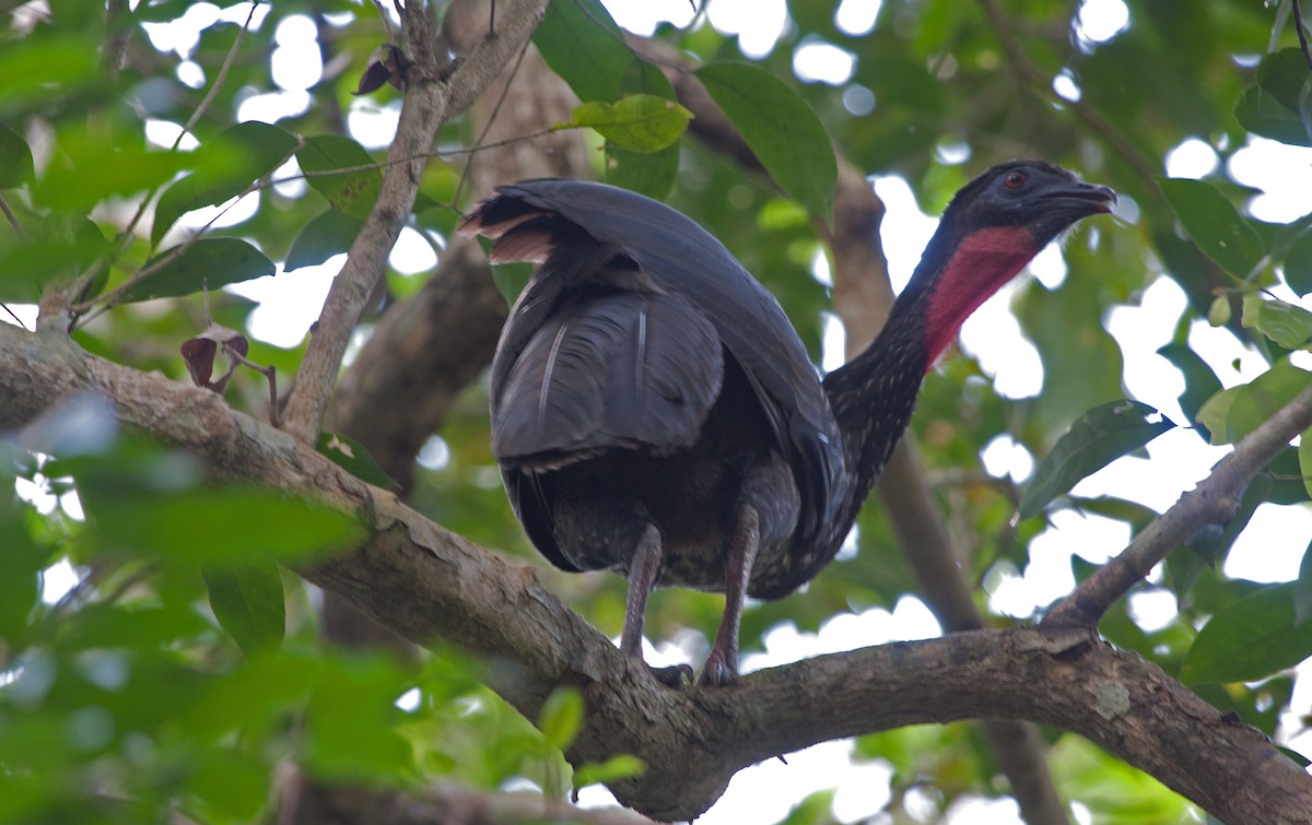 eBird Checklist - 22 Mar 2015 - Chan Chich Lodge - 49 species